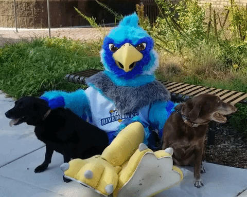 Swoop With Dogs GIFs - Get the best GIF on GIPHY