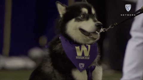 Uw Huskies GIFs - Get the best GIF on GIPHY