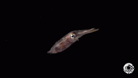 Cuttlefish Gif