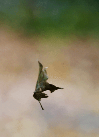 5D Mark Iii GIFs - Get the best GIF on GIPHY