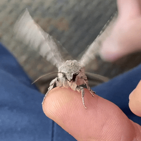 Giant Moth Gif