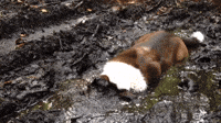 Mud-puppy GIFs - Get the best GIF on GIPHY