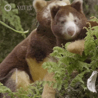 Yawning Animals Gif