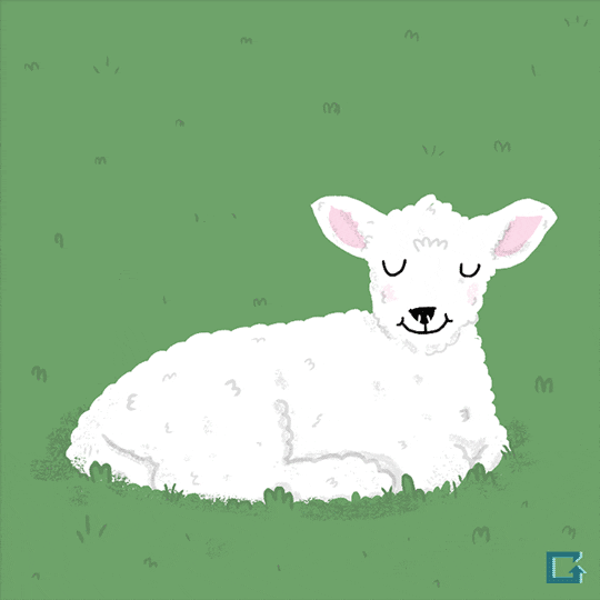 Lambface Gif By gif - Find & Share on GIPHY