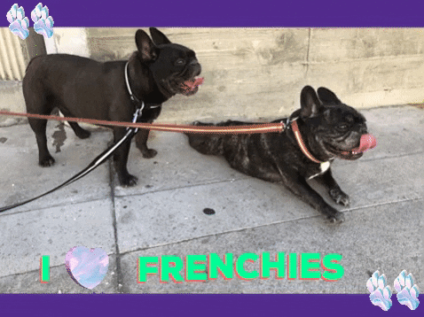Dog Twin GIFs - Get the best GIF on GIPHY
