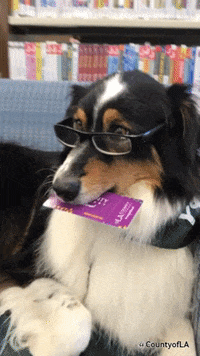 Dog Reading Gif