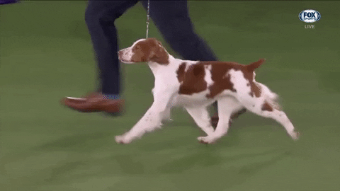 GIF by Westminster Kennel Club - Find & Share on GIPHY