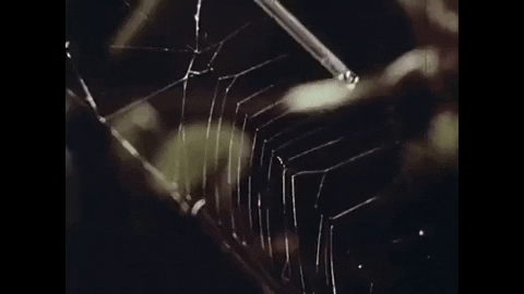 Spiders Web GIFs - Get the best GIF on GIPHY