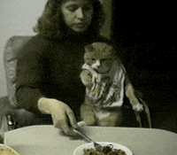 Cat Eating Spaghetti Gif