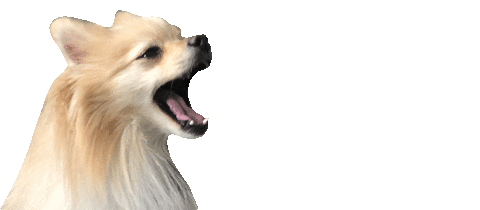 Woof Conor Sticker for iOS & Android | GIPHY