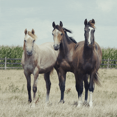 Horse Stable GIFs - Get the best GIF on GIPHY