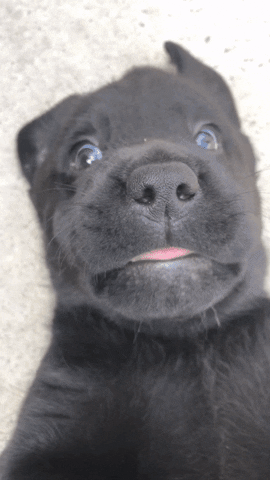 Guide Dog Puppies by Guide Dogs | GIPHY