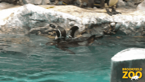 Fun Swimming GIF by Brookfield Zoo - Find & Share on GIPHY