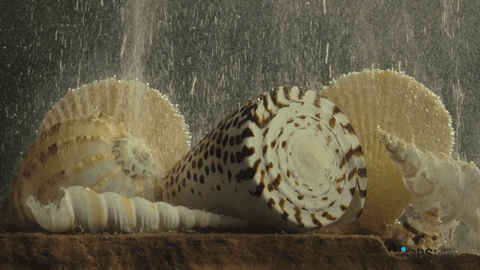 Ocean Acidification GIFs - Get the best GIF on GIPHY