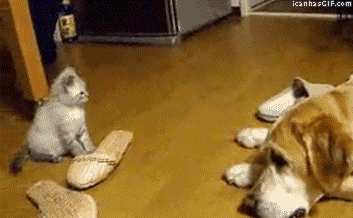 Cat Pouncing Gif