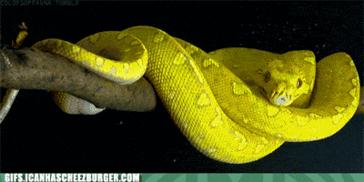 Snake Animation GIFs - Find & Share on GIPHY