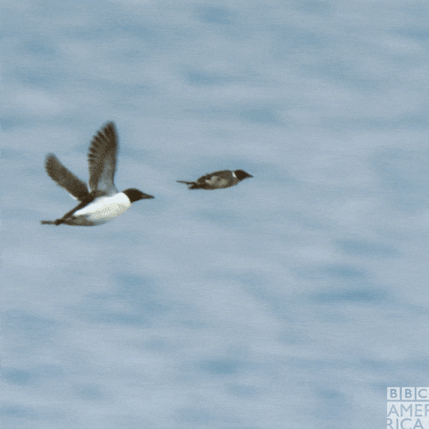 Flying Natures Great Events GIF by BBC America - Find & Share on GIPHY
