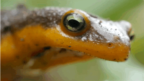 Lizard Pond GIF by PBS Digital Studios - Find & Share on GIPHY