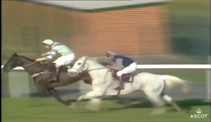 Jumping Horse Racing GIF by Ascot Racecourse - Find & Share on GIPHY