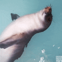 Seal Spinning Gif