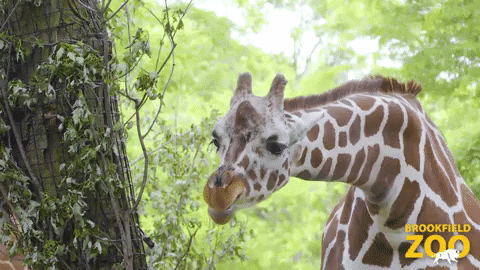 Crazy Giraffe Gif