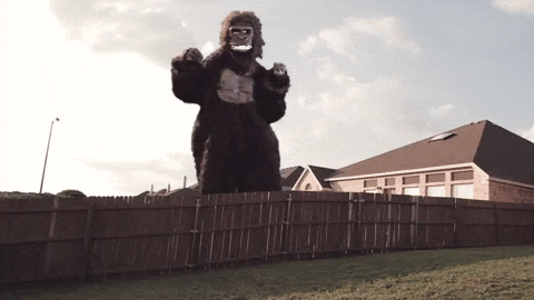 Gorilla Dancing GIFs - Get the best GIF on GIPHY