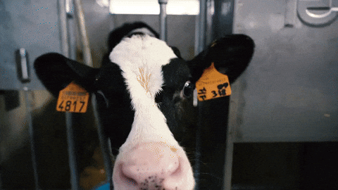 ROTA GUIDO GIFs on GIPHY - Be Animated