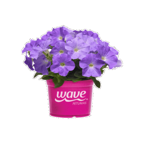 Ball Horticultural Co GIFs on GIPHY - Be Animated