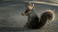 Drunk Squirrel Gif