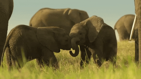 Baby Elephants GIFs - Find & Share on GIPHY