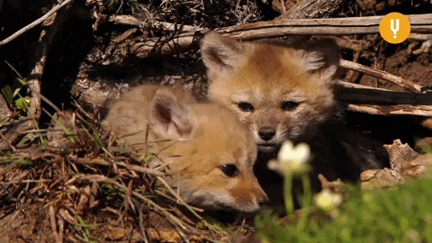 Playing Baby Animals GIF by CuriosityStream - Find & Share on GIPHY