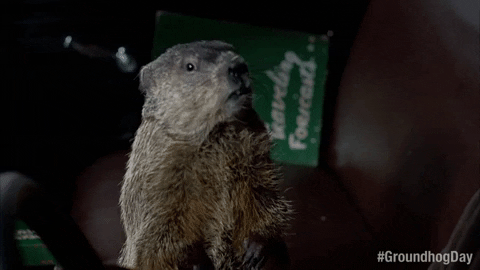 GIF by Groundhog Day - Find & Share on GIPHY
