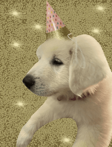 Dog Party Gif