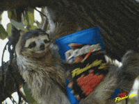 Interesting Sloth Gif