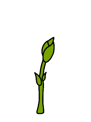 Animated Flower Growing