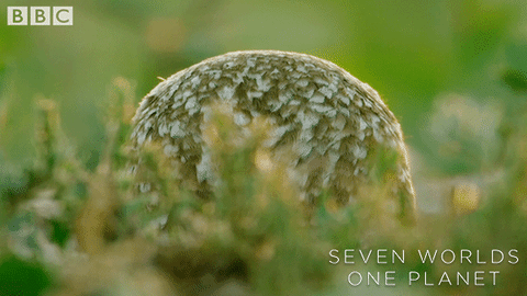 Look Watching GIF by BBC Earth - Find & Share on GIPHY