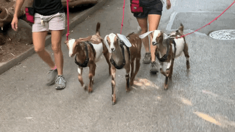 Goat Walk GIFs - Get the best GIF on GIPHY