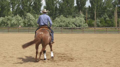 Roan Horse GIFs - Find & Share on GIPHY