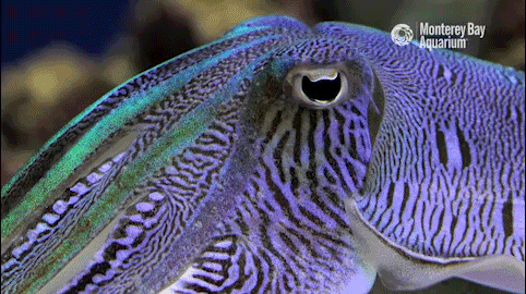 Monterey Bay Aquarium GIF - Find & Share on GIPHY