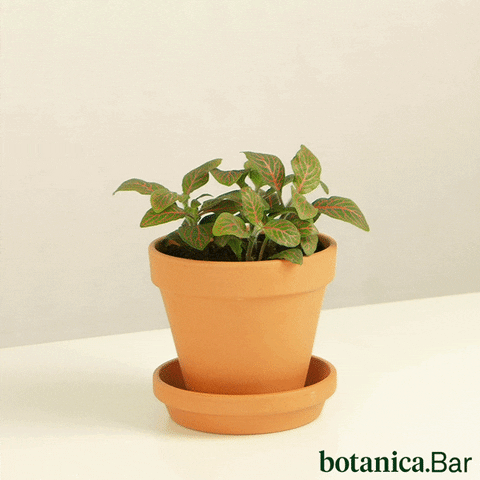 botanica.Bar GIFs - Find & Share on GIPHY