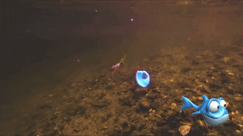 Catch More Fish GIF - Find & Share on GIPHY