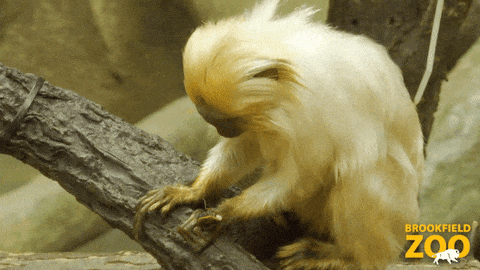 Baby Monkey GIF by Brookfield Zoo - Find & Share on GIPHY