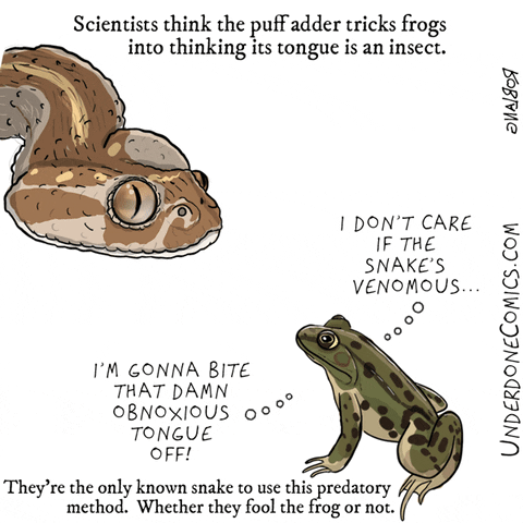 Puff Adder GIFs - Get the best GIF on GIPHY