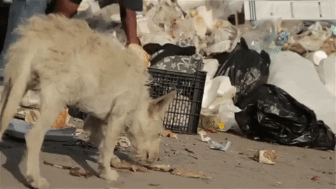Comida Basura GIFs - Get the best GIF on GIPHY