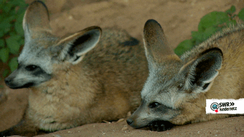 Bat-eared-fox GIFs - Get the best GIF on GIPHY