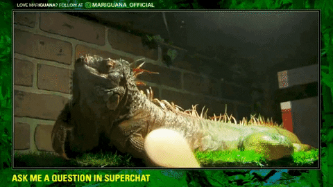Iguana Deal With It GIFs - Get the best GIF on GIPHY