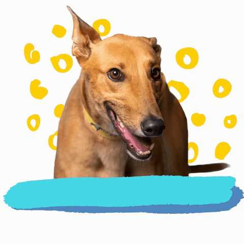 Cheers Rescue Dog GIF by Greyhound Rescue - Find & Share on GIPHY