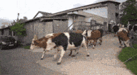 Surprised Cow Gif