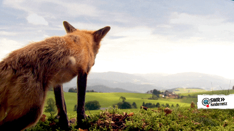 Smart Fox GIFs - Get the best GIF on GIPHY