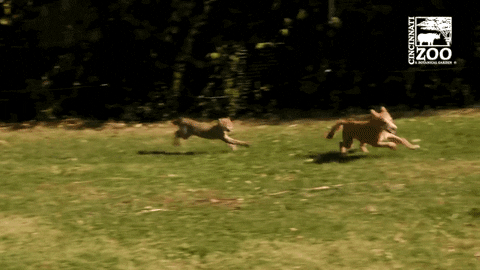 Cat Dog GIF by Cincinnati Zoo - Find & Share on GIPHY